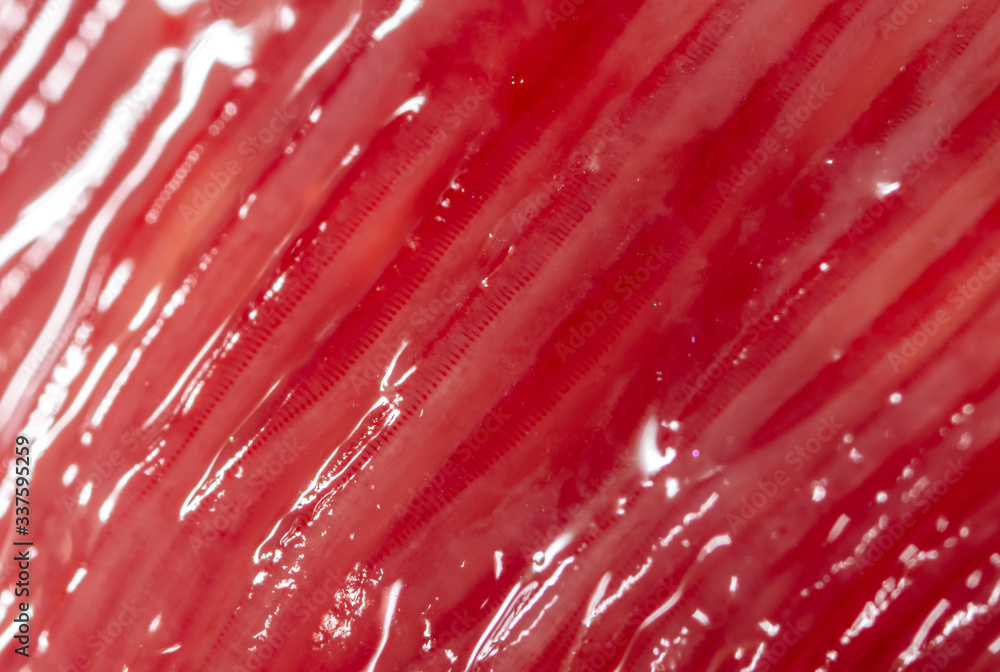 Trout fish gills as abstract background. Stock Photo | Adobe Stock