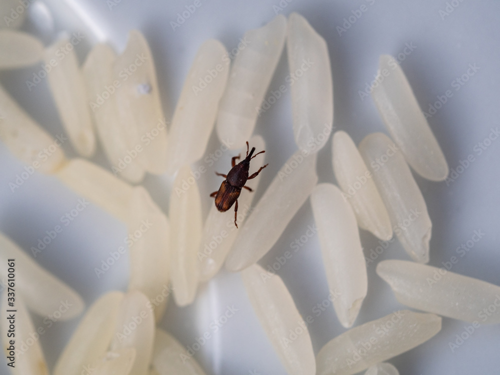 Jasmine rice grains close up with rice weevil pest or Sitophilus oryzae ...