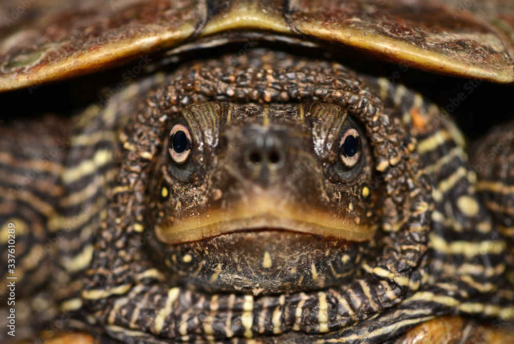 Frontal macro portrait of European pond turtle (Emys orbicularis) Stock ...