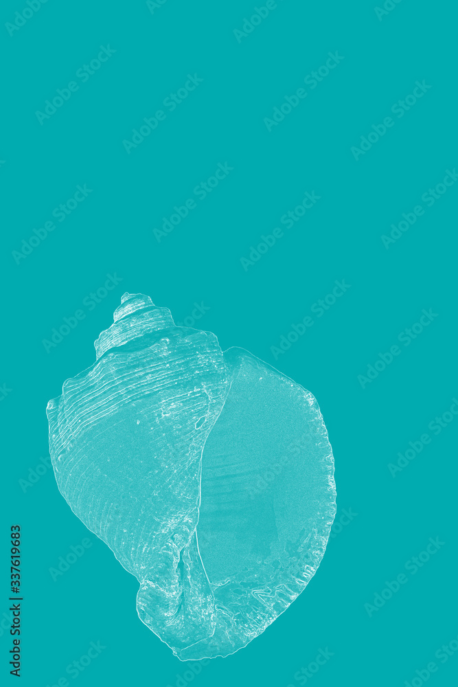 Sea theme with single sea shell front view on aquamarine background ...