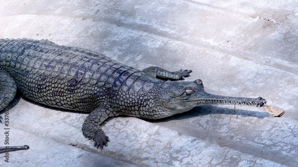 Gharial Crocodile Eating