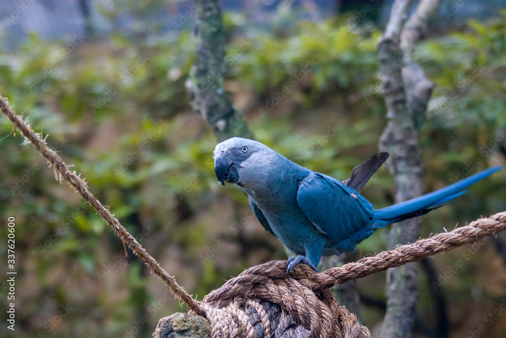 The Spix's macaw is a macaw native to Brazil. The bird is a medium-size ...