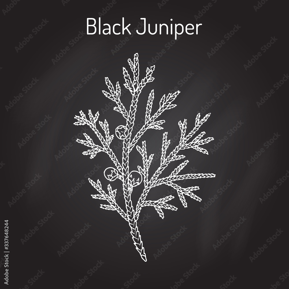 Black juniper Juniperus indica , evergreen medicinal plant Stock Vector ...