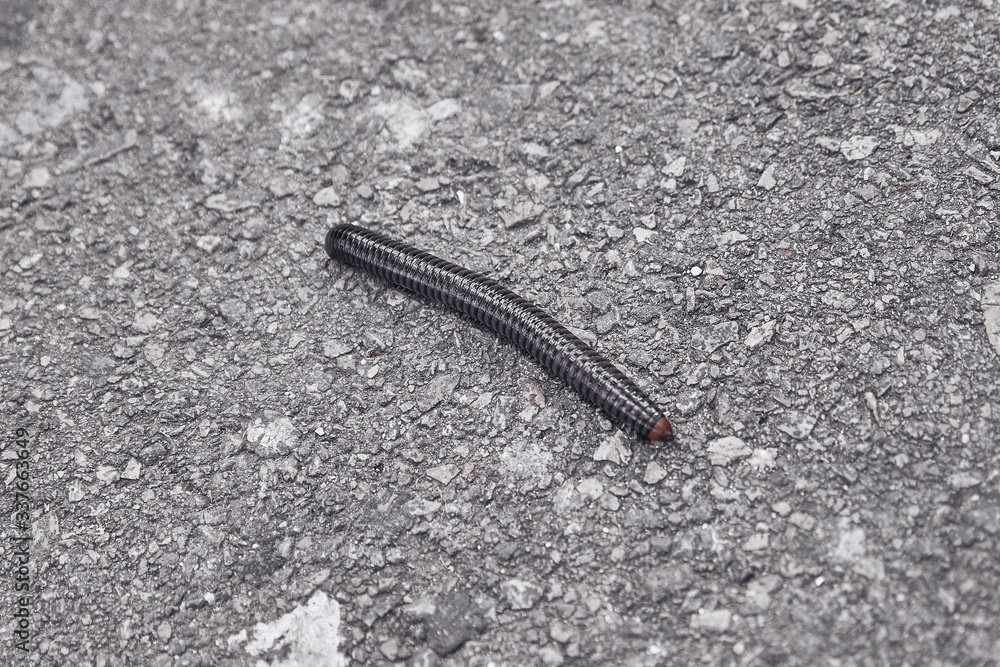 Giant centipede scolopendra Scolopendra gigantea ภาพถ่ายสต็อก | Adobe Stock