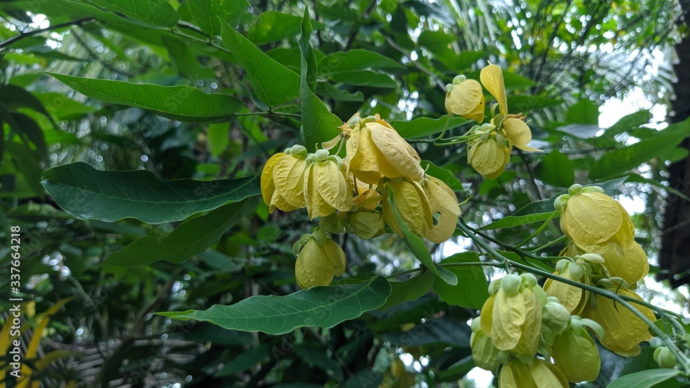Cassia fistula, golden shower, purging cassia and Indian laburnum Stock ...