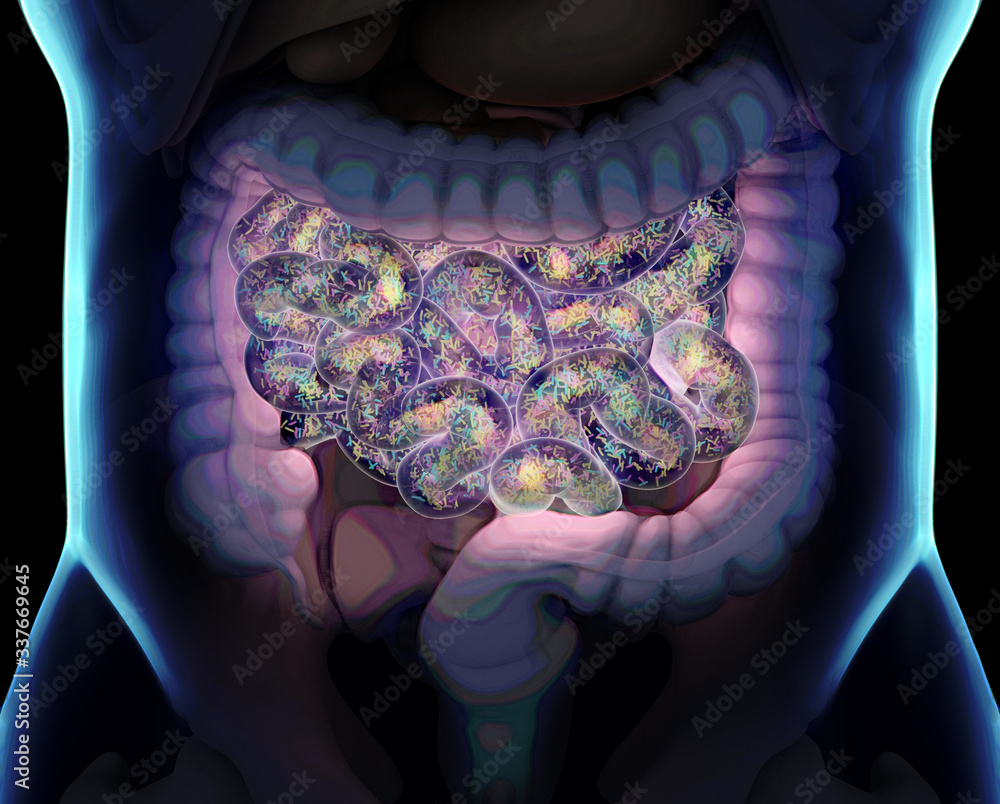 Poster Intestines inside body showing gut bacteria in the small ...