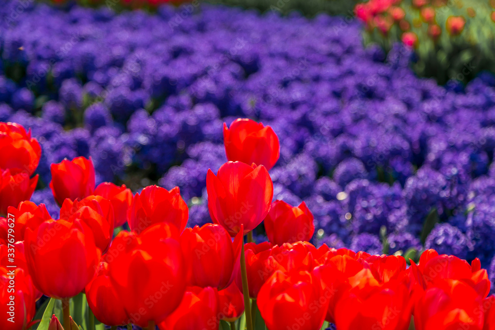 colorful flowers in a garden of, Emirgan. Emirgan tulip festival ...