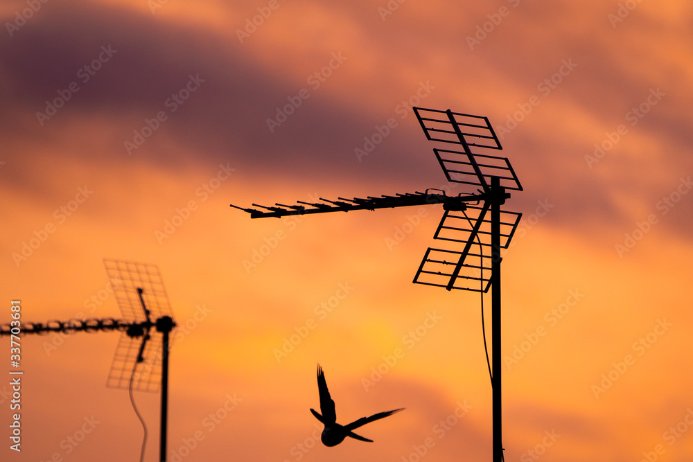 Pigeon flying with antennas on the bottom in the evening. Silhouette of ...
