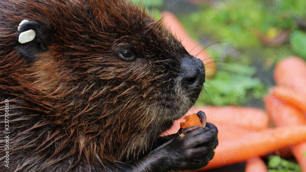 Eurasian beaver (Castor fiber) or European beaver is a beaver species ...