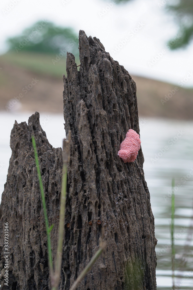 Golden Apple Snail eggs in the rice field, Golden Apple Snail are ...