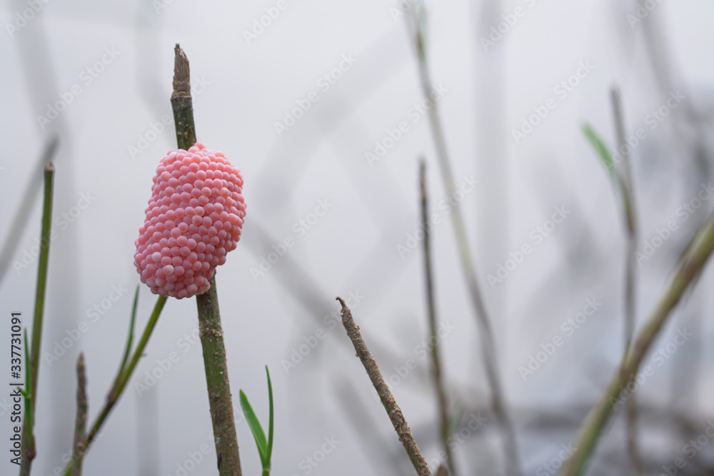 Golden Apple Snail eggs in the rice field, Golden Apple Snail are ...