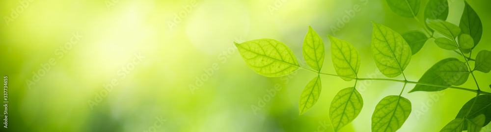 Nature of green leaf in garden at summer. Natural green leaves plants ...