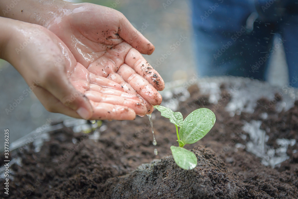 Drops of water from the tip of the hand down to water the seedlings to ...
