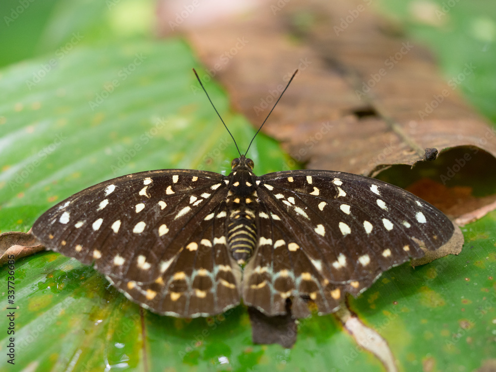 Black-tipped Archduke - Lexias dirtea in Gunung Mulu National Park ...