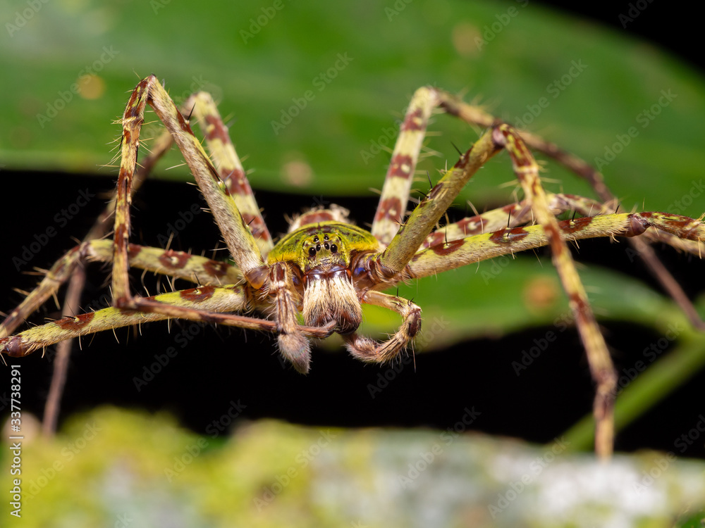 Lichen Huntsman Spider - Heteropoda boiei in Tawau Hills Park, Borneo ...