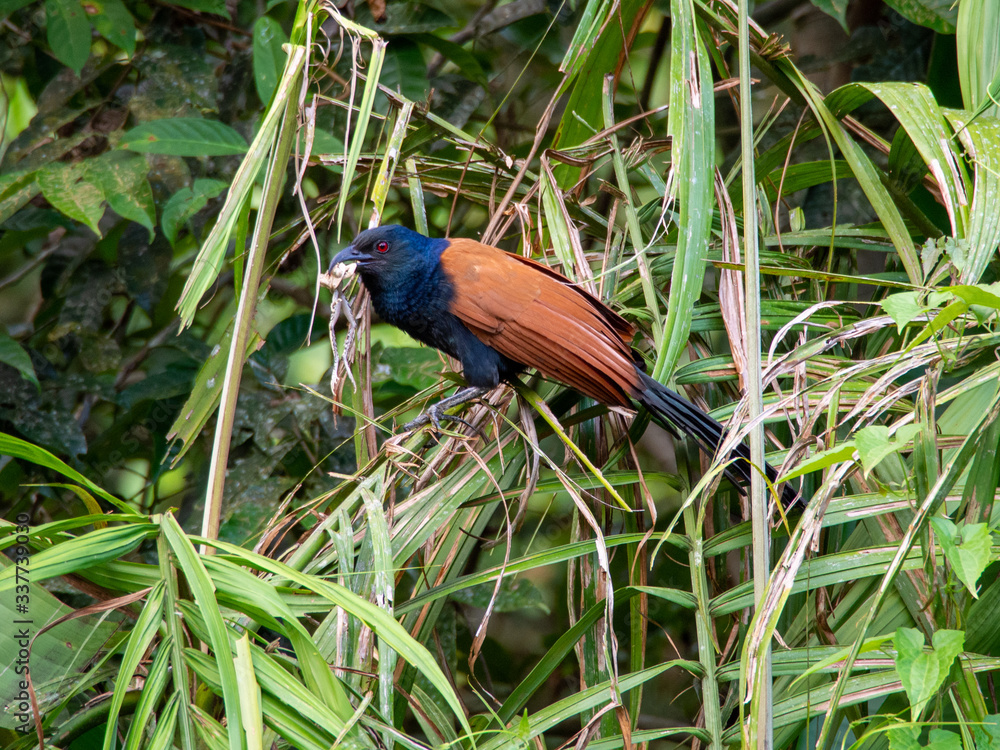 Greater Coucal (Centropus sinensis) in Tawau Hills Park, Borneo Stock ...
