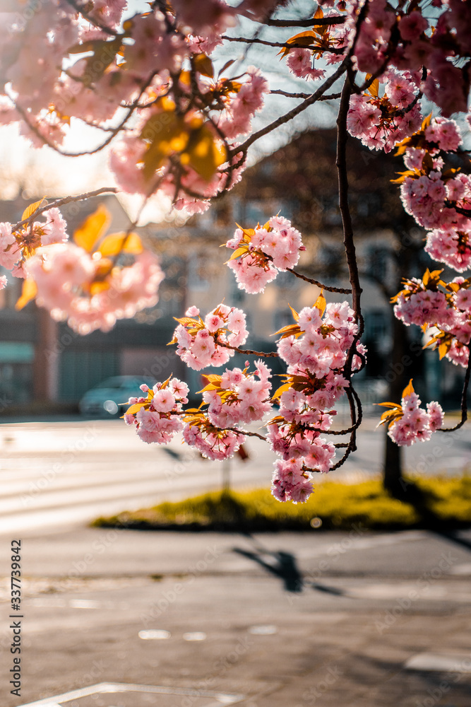Beautiful and colorful spring pink flowers of a blossom tree with ...