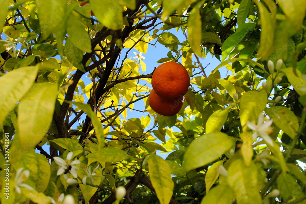 two oranges with blossom flowers hanging on a orange tree inside the ...