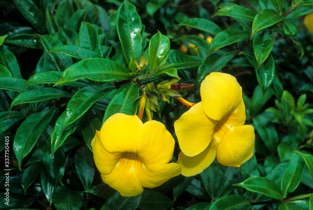 Allamanda jaune, Allamanda cathartica Stock Photo | Adobe Stock