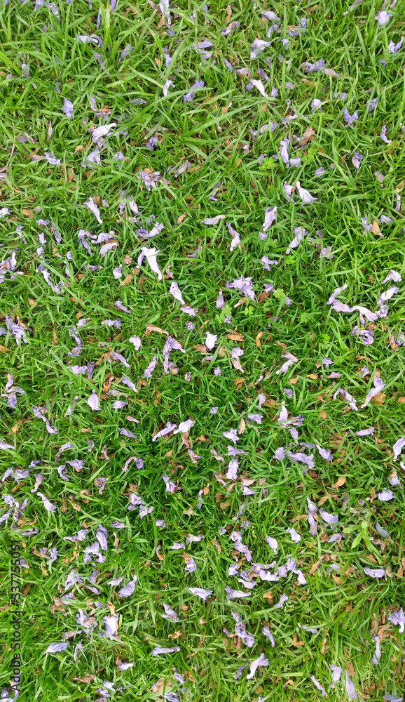 Fondo de pasto con flores moradas de Jacaranda Stock Photo | Adobe Stock