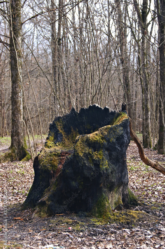 forest throne. The photo shows an old oak stump. Nature tried from afar ...