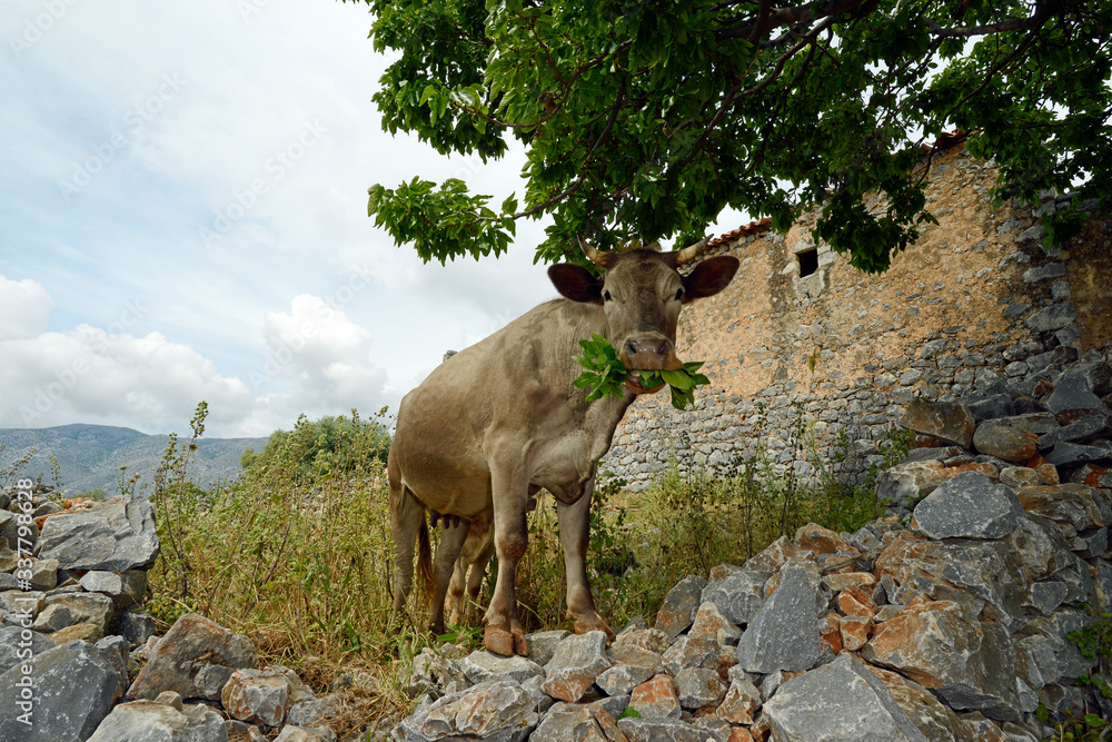 Cow feeding on a fig tree, Mani, Peloponnese, Greece - Kuh frisst an ...
