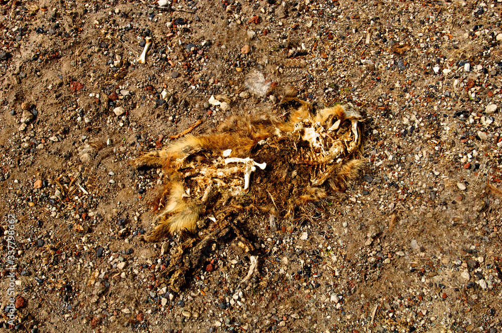 Dead decomposing squirrel next to highway Stock Photo | Adobe Stock