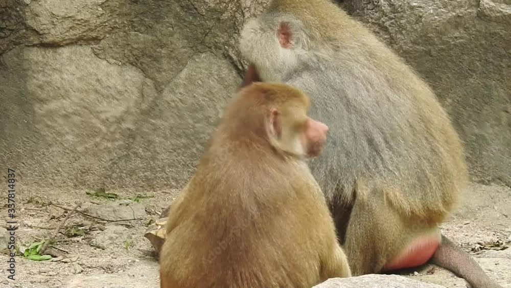 Grey Monkeys eat leaves and fruit skin on the edge of the forest ...