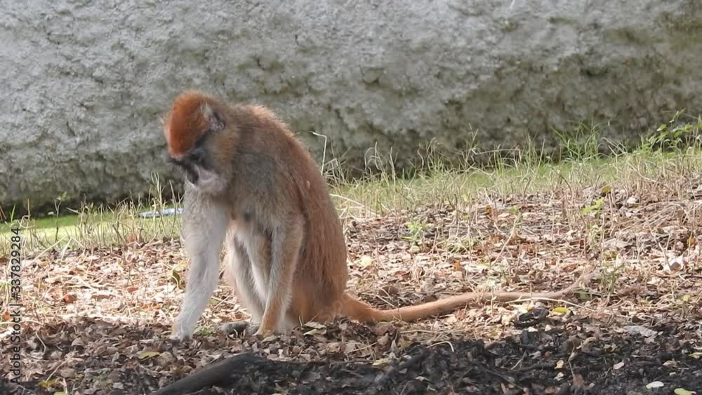 Wild monkeys in cage in a zoo. Closeup of a baby monkey eating food and ...