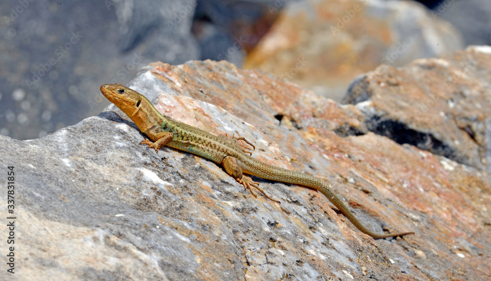 Foto de Peloponnese wall lizard (Podarcis peloponnesiacus), male ...