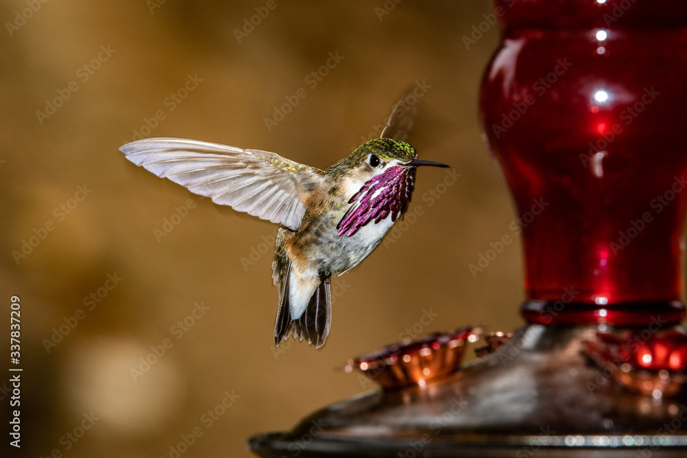hummingbird in flight Stock Photo | Adobe Stock