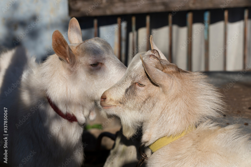 Goat breeding. The male goat importune to the female goat to get ...