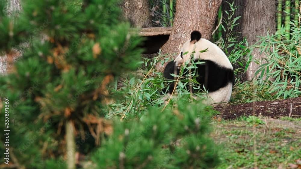 A big panda sits on his butt and enjoys / eats his bamboo.- The rare ...