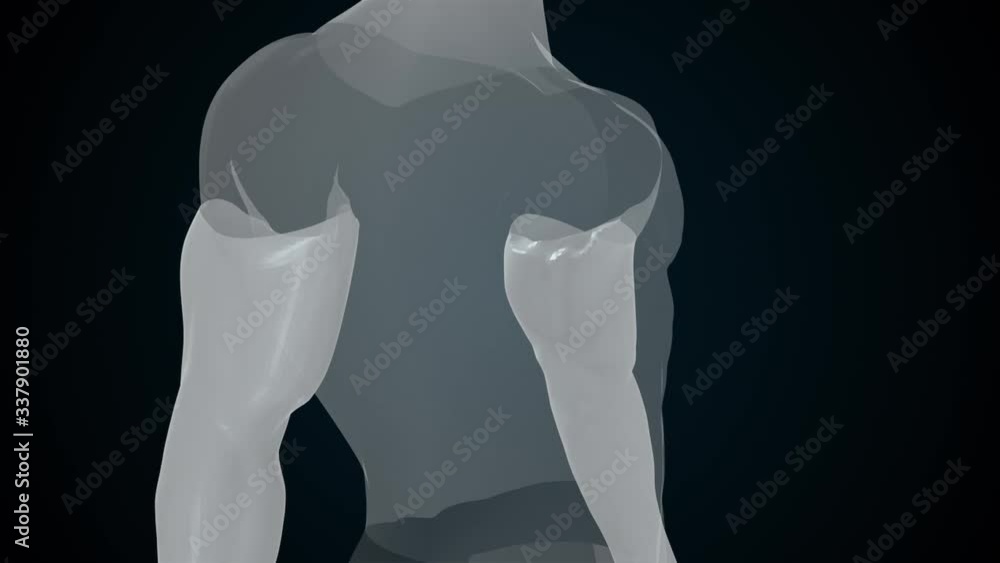Model of the human body from head to toe, computer generated. 3d ...