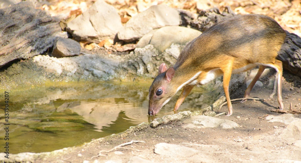 The Lesser Mouse Deer is a living and alone animal in the dense forest ...