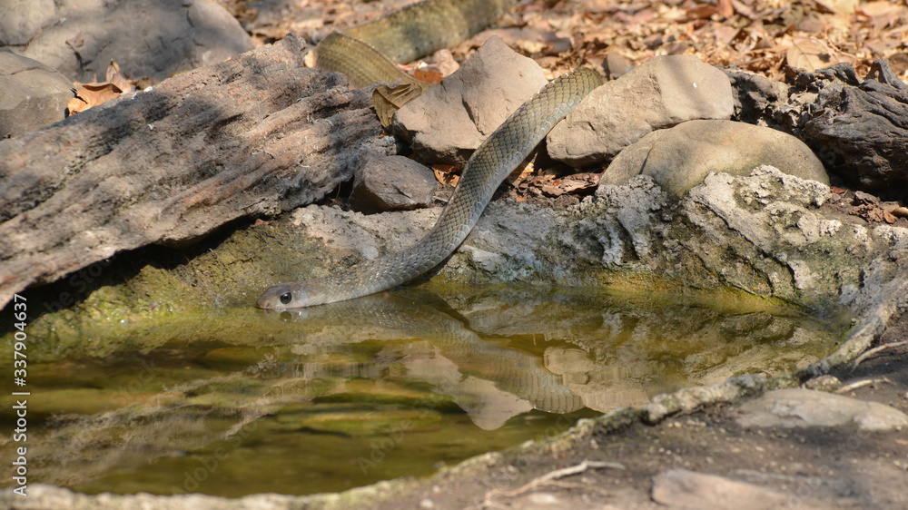 King cobra snakes in Thailand during the summer have come to the water ...