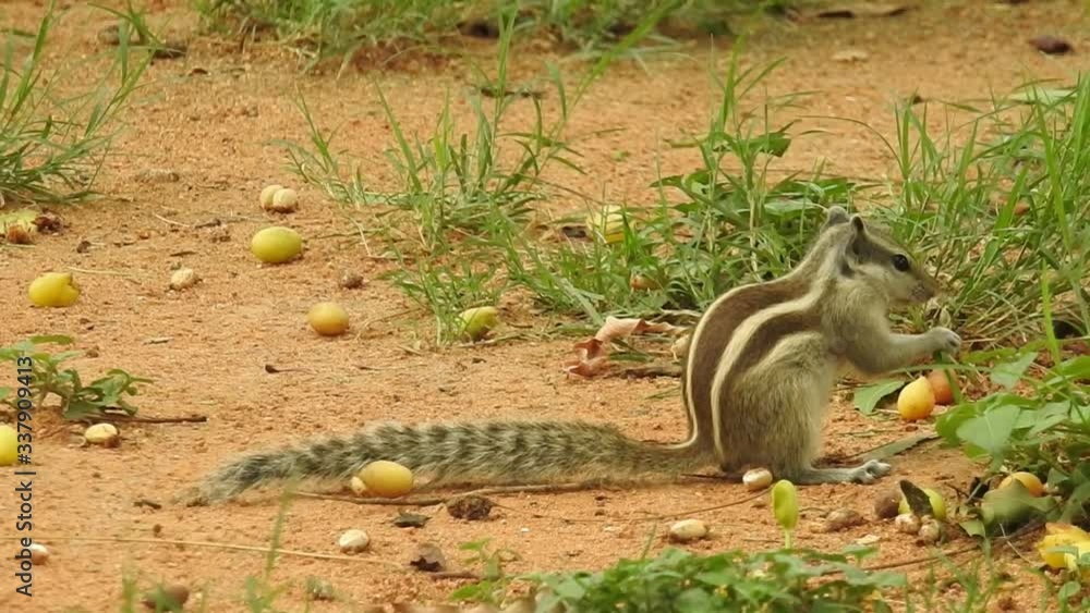 Funny squirrel sleeping and searching for food in forest, Isolated ...