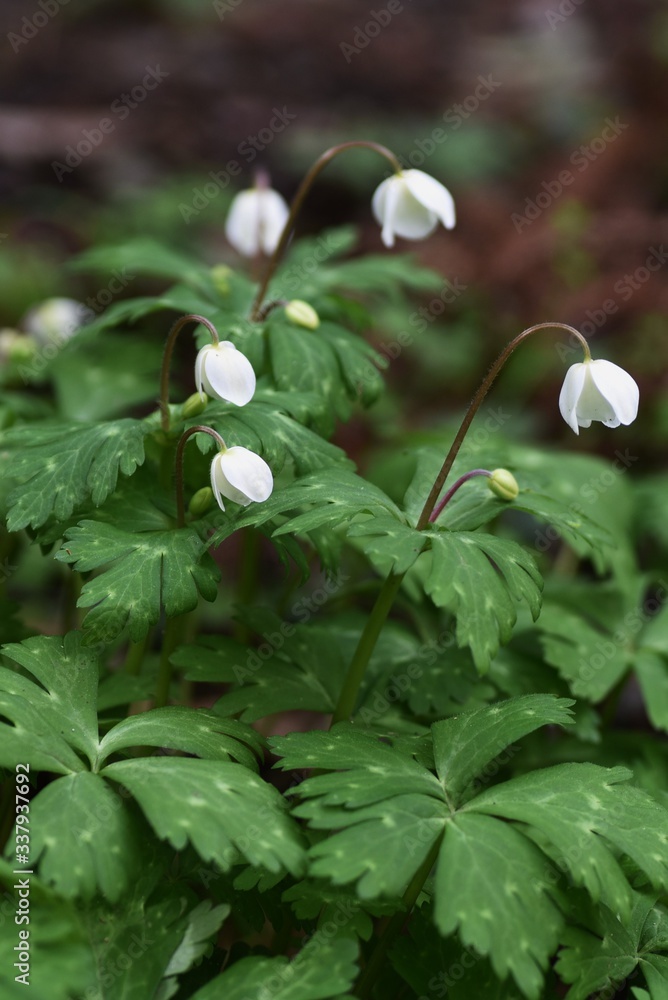 Anemone flaccida (Soft windflower) / Ranunculaceae perennial plants ...