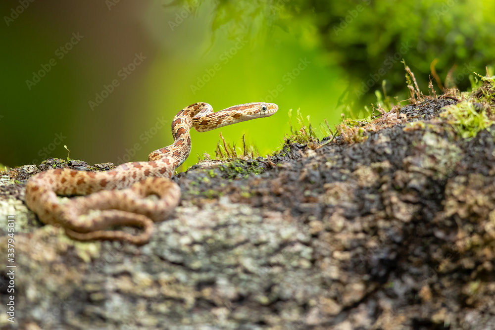 Senticolis triaspis, also known as the green rat snake. The species is ...