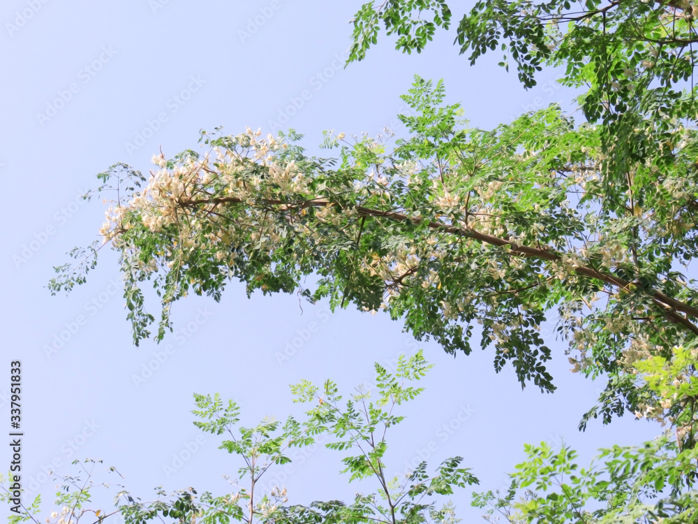 Moringa (Moringa Oleifera) native to tropical Asia. Moringa's, flower ...