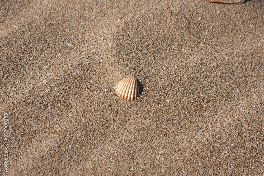Callista chione, the smooth clam shell in the sand Stock Photo | Adobe ...