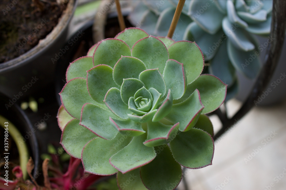 Succulent Plants in a garden setting displaying natural pattern ...