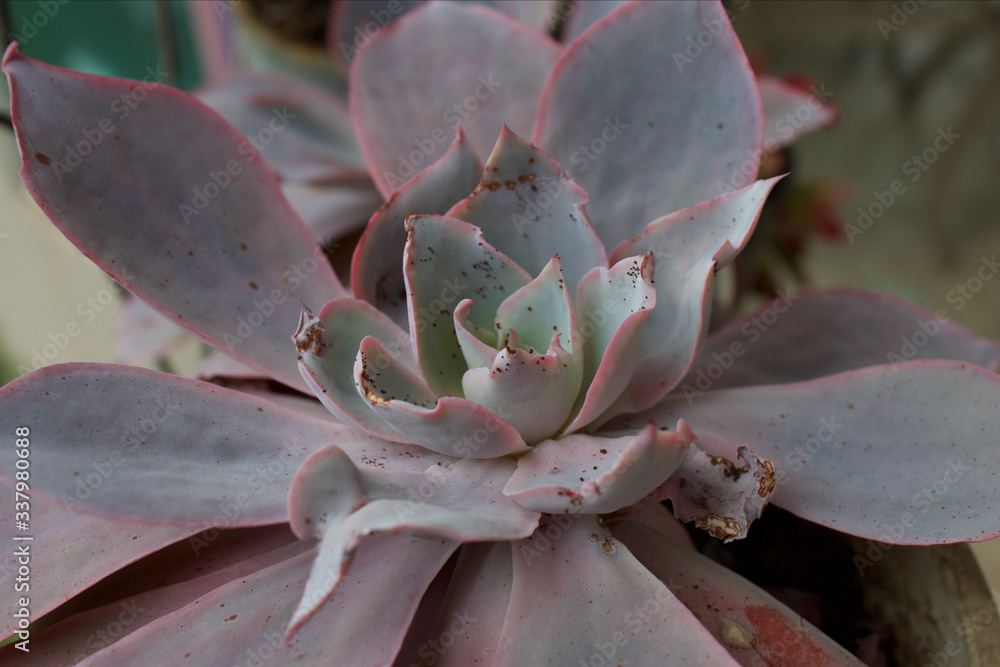 Succulent Plants in a garden setting displaying natural pattern ...