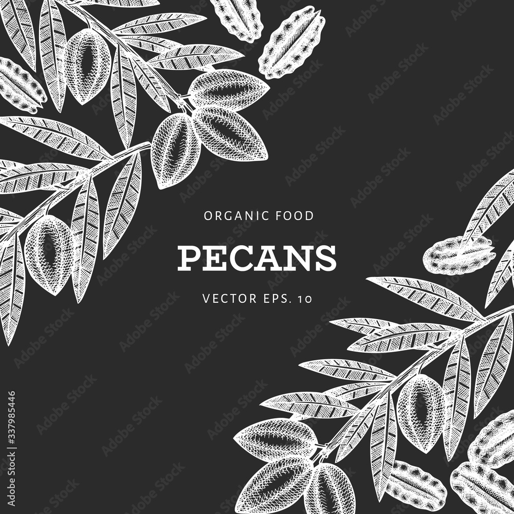 Hand drawn pecan branch and kernels design template. Organic food ...