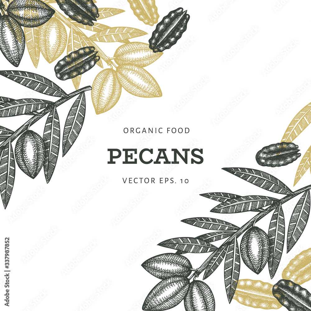 Hand drawn pecan branch and kernels design template. Organic food ...