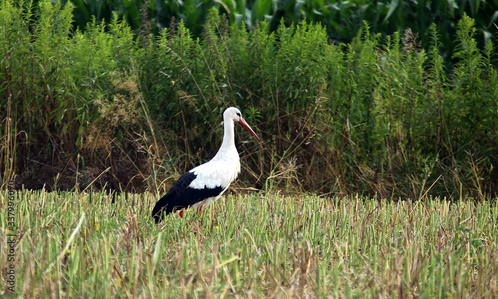 bocian, ptactwo, biała, charakter, zwierzak, dzika natura, dzika ...