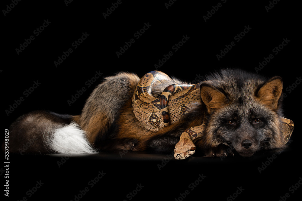 silver fox and snake on black isolated background Stock Photo | Adobe Stock