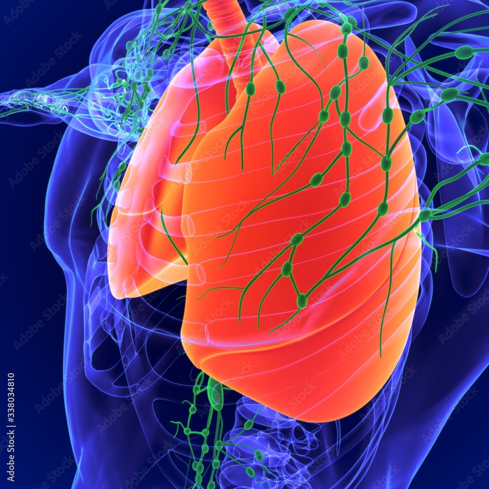 3D Illustration Human Lymph nodes Anatomy Stock Illustration | Adobe Stock