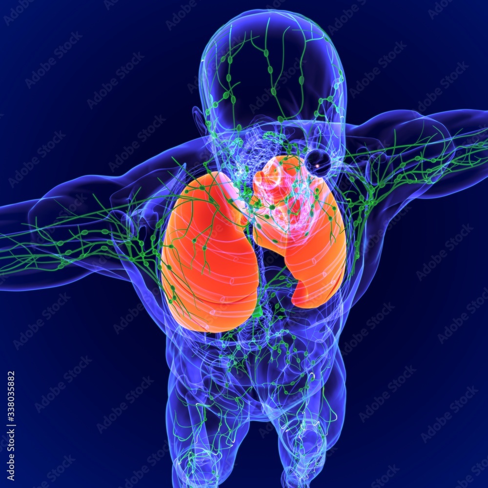 3D Illustration Human Lymph nodes Anatomy Stock Illustration | Adobe Stock
