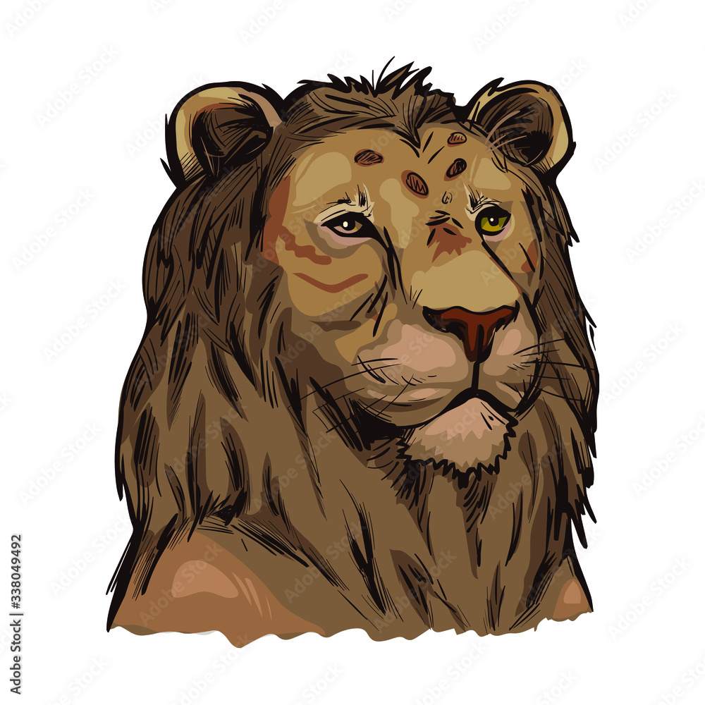 Tigon animal muzzle portrait in closeup. Animalistic drawing of tigon ...